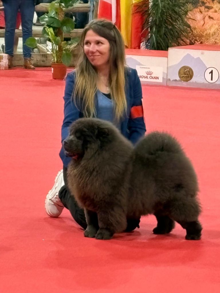 Accueil - Elevage Du Domaine De L'Eternel Filou - eleveur de chiens ...